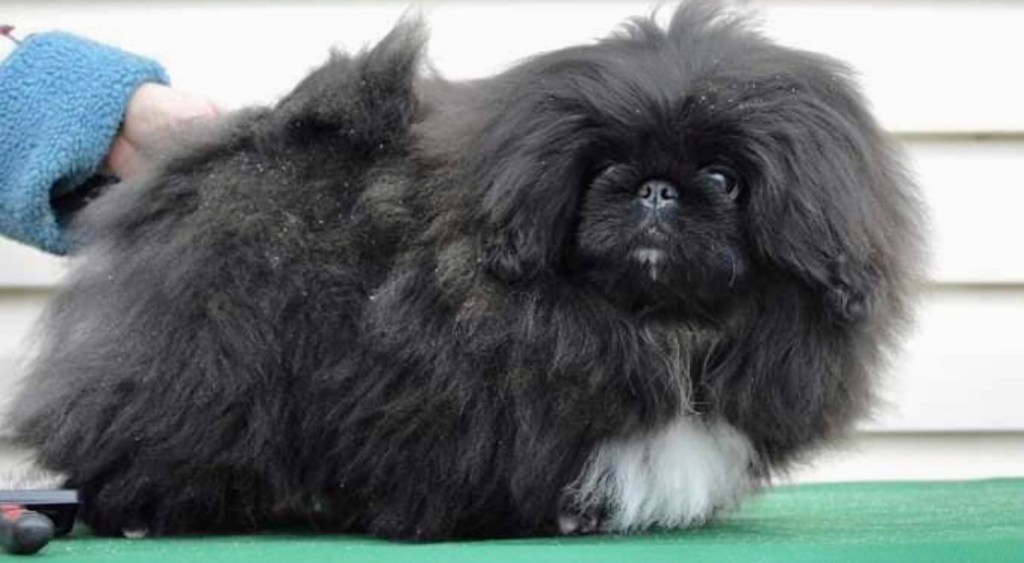 Best in Show – Pekingese Online Show